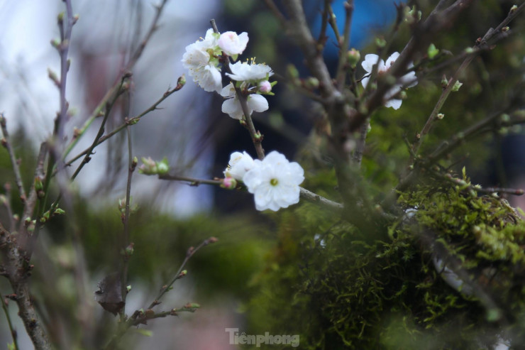 Chiêm ngưỡng cây nhất chi mai độc lạ lần đầu tiên xuất hiện ở Vinh