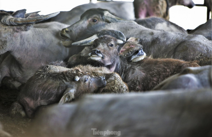 Close-up of the largest buffalo farm in Ha Tinh – Archyde