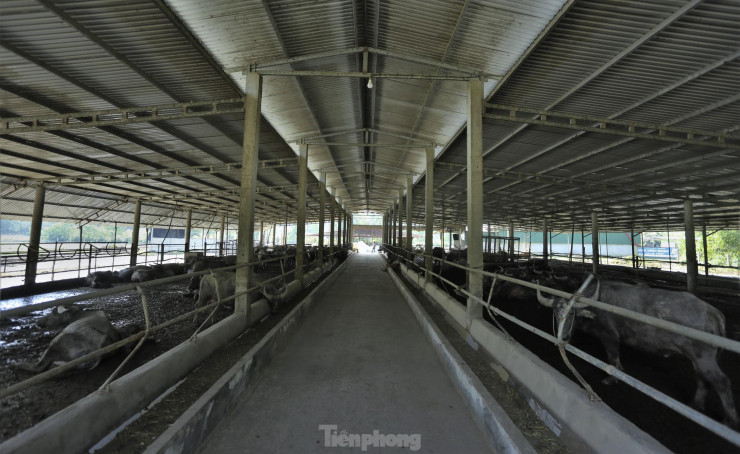 Close-up of the largest buffalo farm in Ha Tinh – Archyde