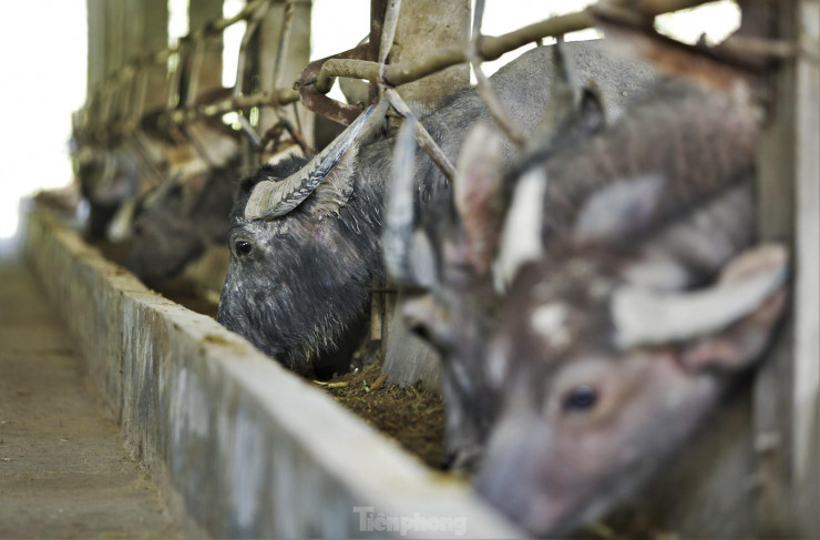 Close-up of the largest buffalo farm in Ha Tinh – Archyde