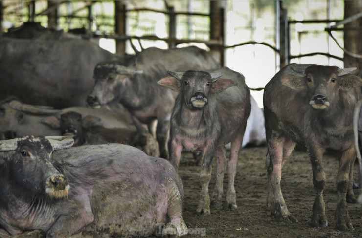 Close-up of the largest buffalo farm in Ha Tinh – Archyde