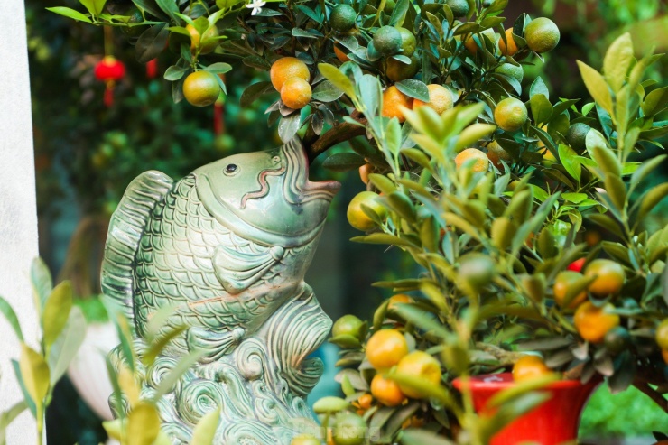 Quất mini độc lạ, khách sẵn sàng bỏ cả chục triệu mua về chơi Tết