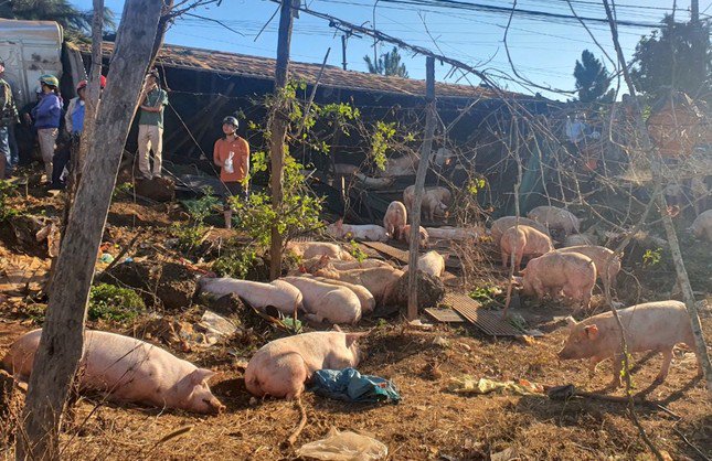 Xe tải chở 180 con heo gặp nạn, người dân tới tìm giúp tài xế