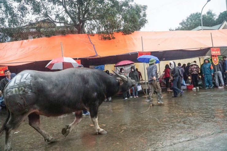 Nhiều người ùn ùn đi mua thịt trâu chọi giá tiền triệu ăn lấy may