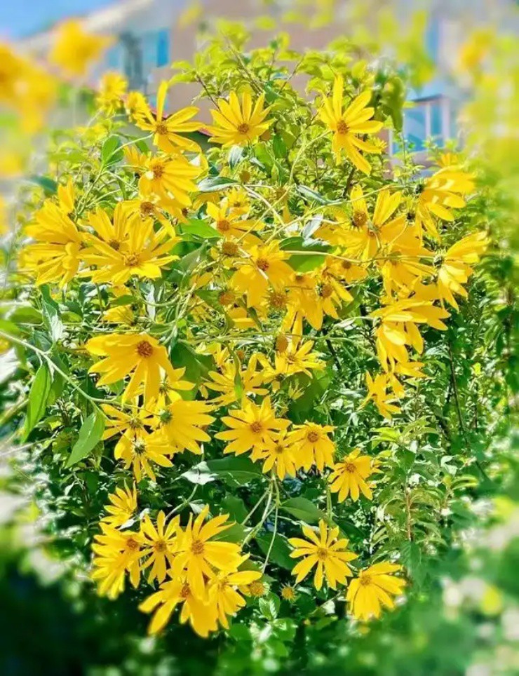 Loại cây bị coi là loài xâm lấn ở nước ngoài, ở Việt Nam là đặc sản ...