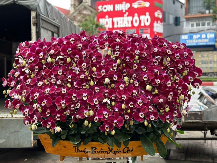 Độc đáo chậu lan 300 cành trên gỗ lũa, giá trăm triệu đồng
