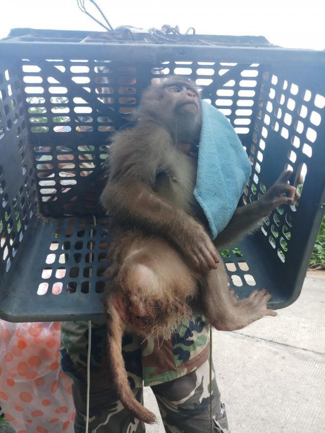 Xót xa những chú khỉ Sơn Trà mình đầy thương tích, cụt tay chân