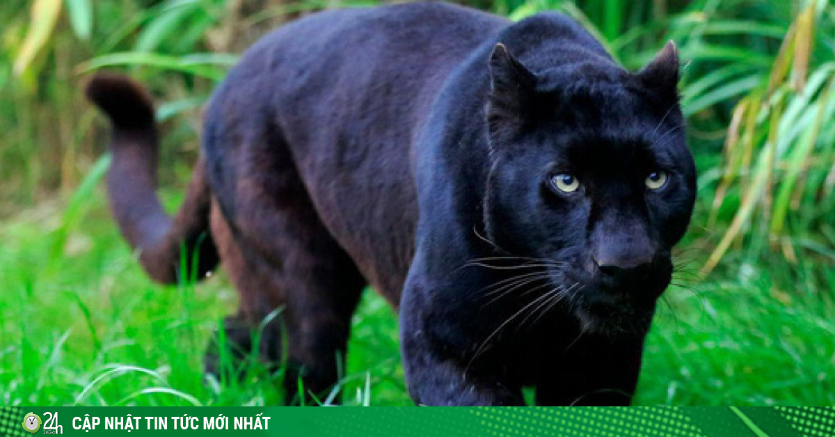 Công an cảnh báo người dân việc nghi có 2 con báo đen xuất hiện ở Đồng Nai