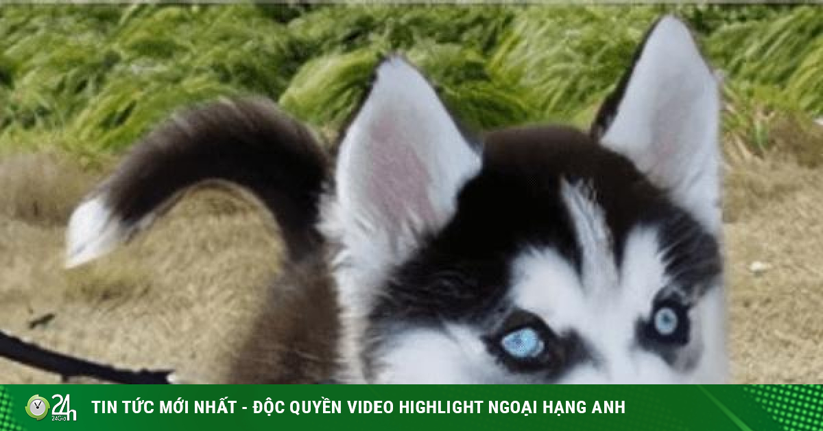 Mua chó Husky trên mạng chưa đến 200.000 đồng, chàng trai vừa nhận hàng ...