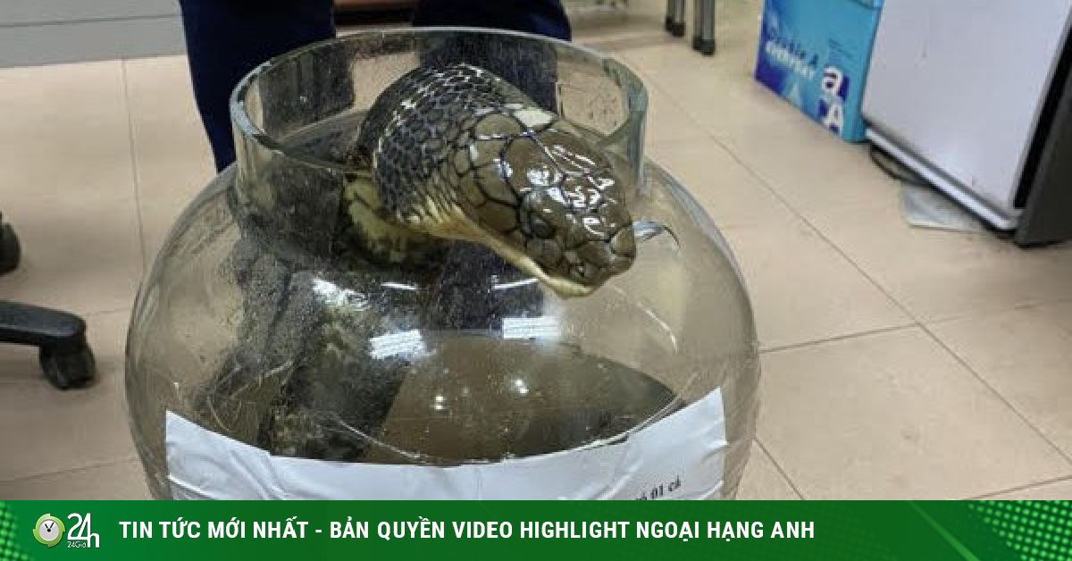 Bị xử phạt 500 triệu đồng vì mua rắn hổ chúa về "trấn chồng"