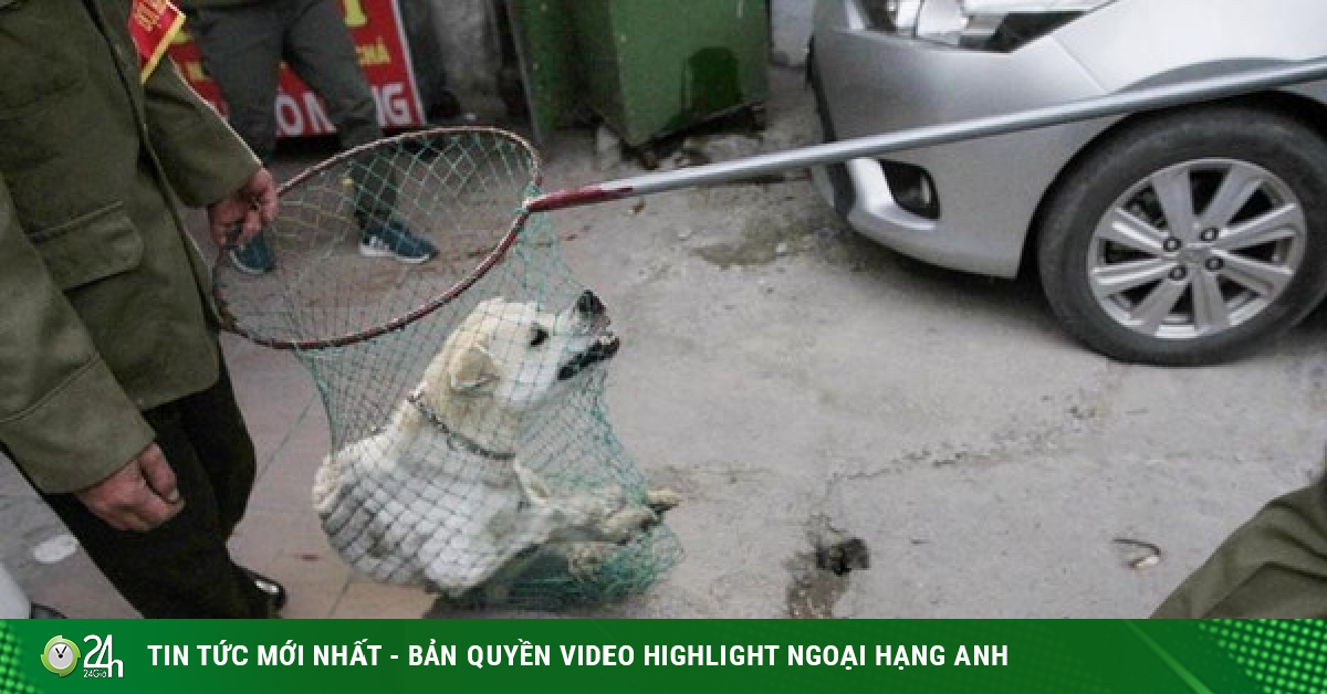 Hà Nội tiếp tục thúc giục lập đội bắt chó thả rông