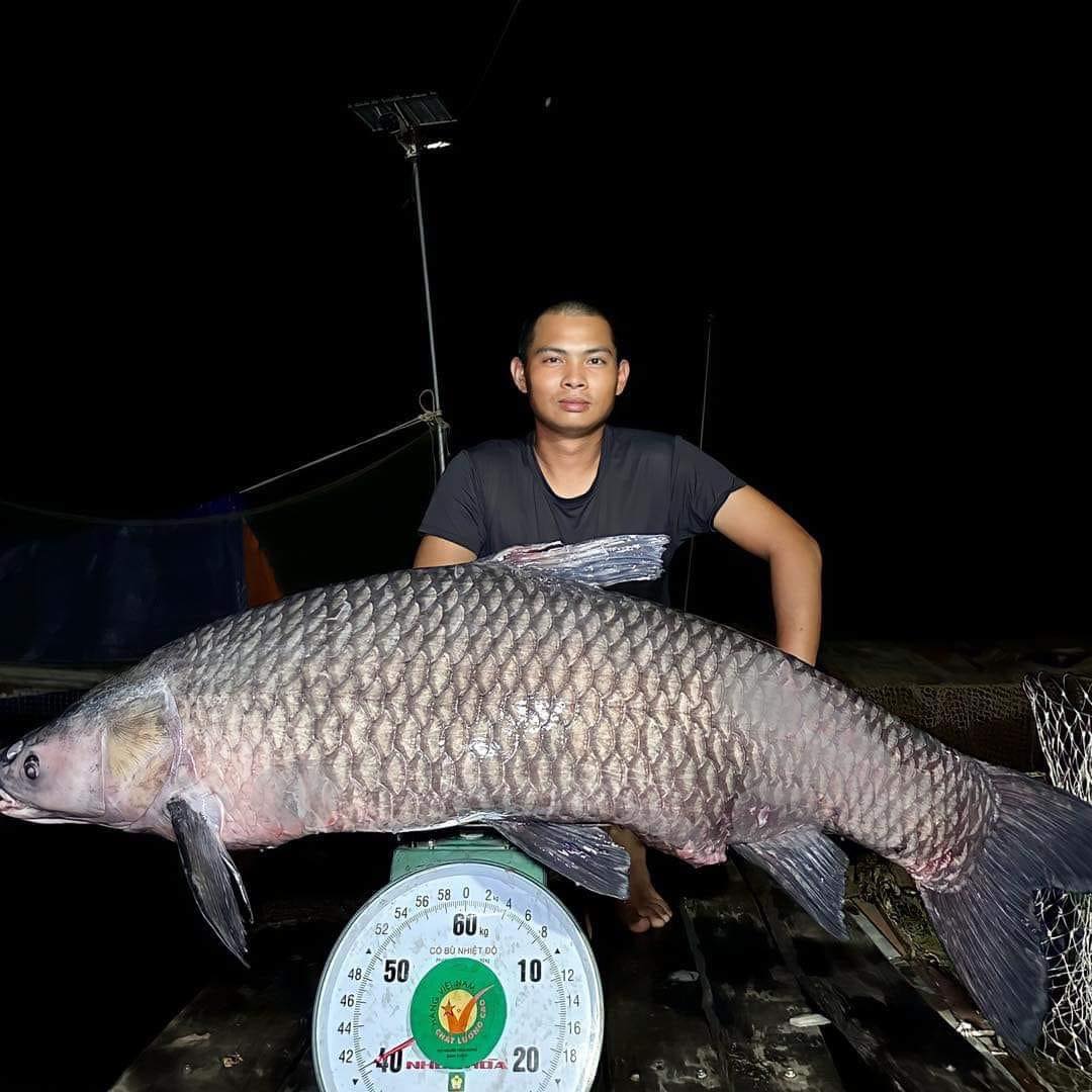 Cần thủ bán cá trắm đen nặng 41kg với số tiền "khủng”