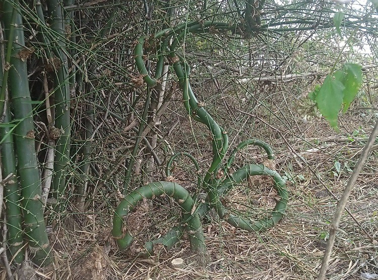 Cây tre "độc nhất vô nhị” ở Đắk Lắk, trả 100 triệu đồng chủ nhân vẫn ...