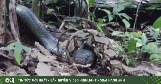 Đi bộ trong rừng, người đàn ông bất ngờ nhìn thấy cảnh tượng đáng sợ