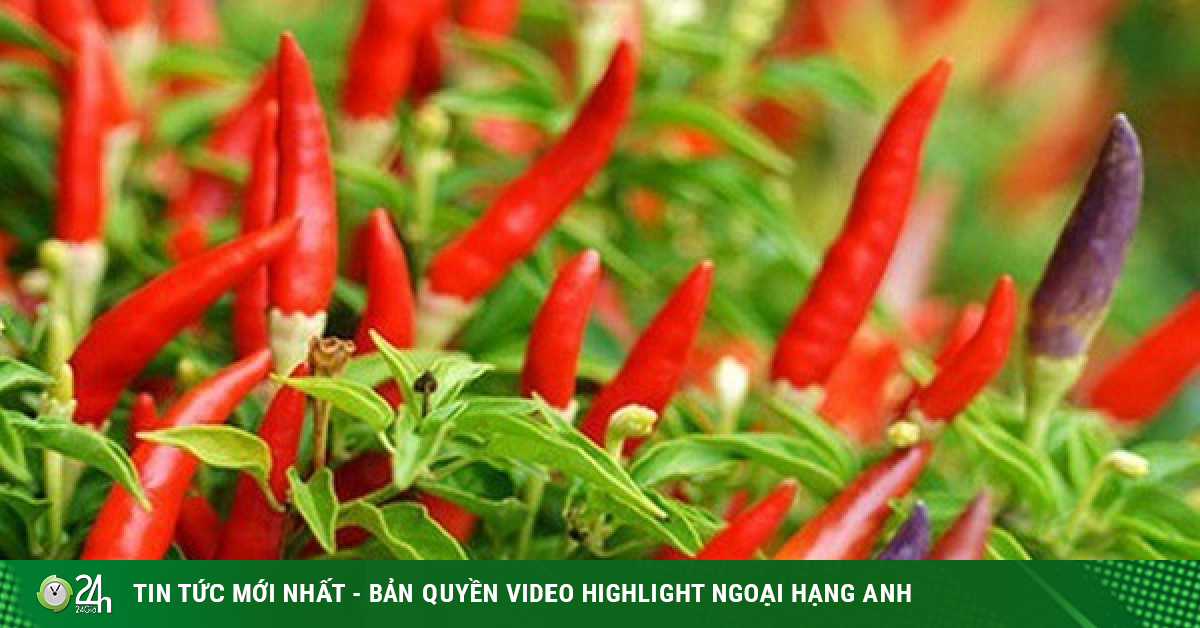 Công dụng tuyệt vời của quả ớt nhà nào cũng có người nghiện ăn và cách ...