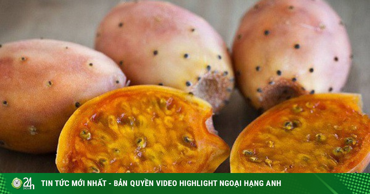 Độc lạ quả mọc nhiều ở cây làm hàng rào giờ lại thành đặc sản bán với ...