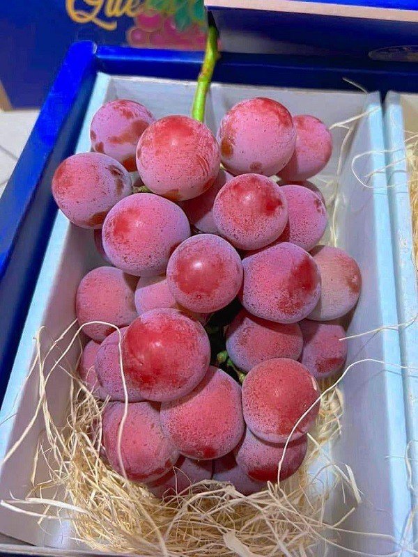 Sự thật nho Ruby Roman chỉ 300.000 đồng/chùm