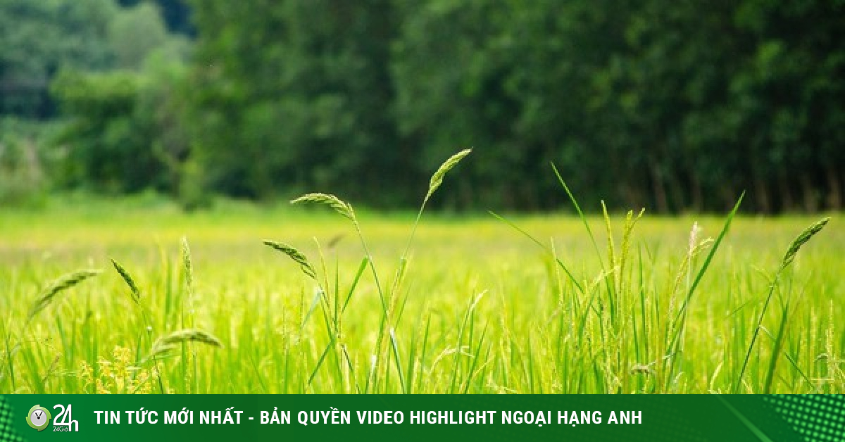 Loại cỏ hoang dại nhà nông nhổ đi không hết lại là thuốc quý chữa bệnh