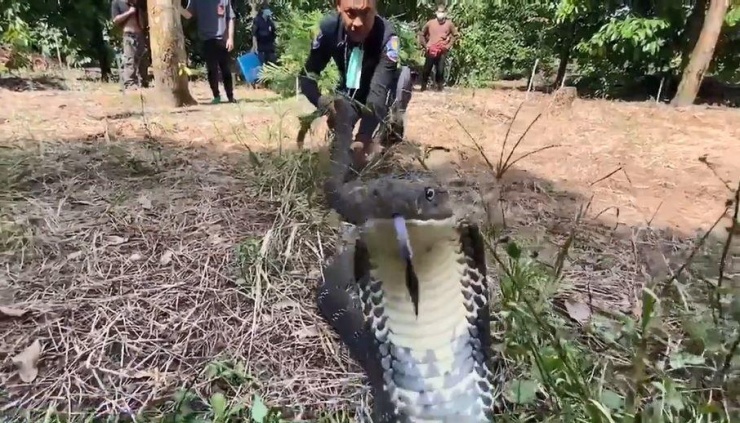 Tay không tóm gọn rắn hổ mang chúa khổng lồ dài 4m, nặng 8kg