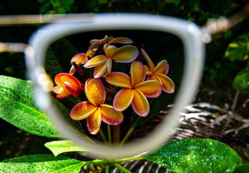 Maui Jim - Thương hiệu mắt kính polarized cao cấp từ Hawaii