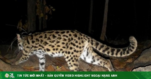 Tận thấy nhiều loài chim, thú nguy cấp, quý hiếm vừa được phát hiện ở Bình Thuận