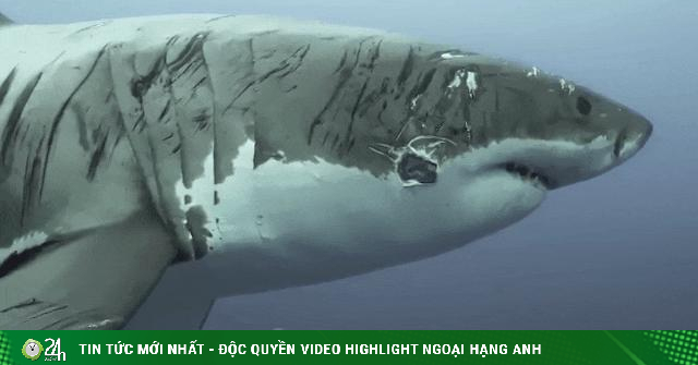 Cá mập trắng khổng lồ "dày dạn trận mạc” nhất thế giới, trên người chi ...