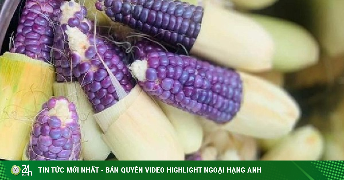 Ngô tím lạ mắt thu hút nhiều chị tìm mua dù giá cao hơn bình thường