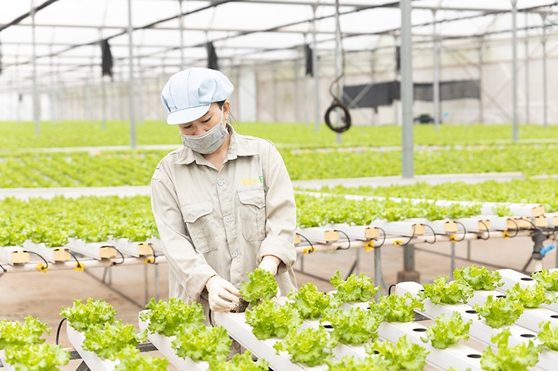 Vì sao WinCommerce đẩy mạnh mở mới mô hình Winmart+ Rural khu vực nông ...