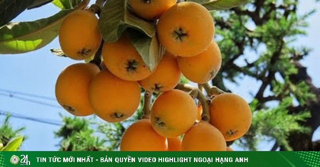 Quả dại rụng đầy đường ở nước ngoài về Việt Nam từng được bán 4 triệu/kg