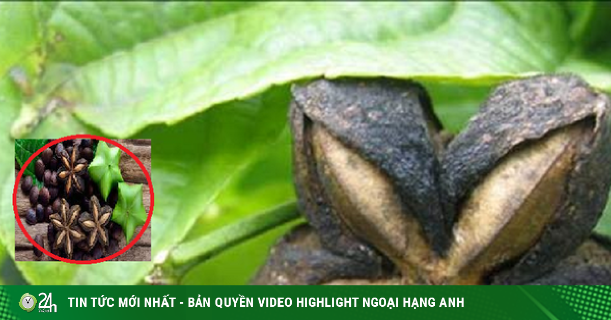 Loại hạt đắt đỏ "hiếm có khó tìm" nhất thế giới, ở Việt Nam cũng có