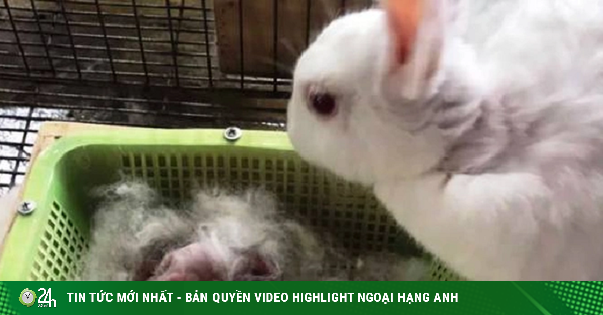 Bày đặt nuôi con vật "khó tính", chàng trai miền núi vẫn nhẹ nhàng đút ...