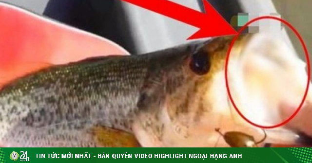 Câu được con cá có miệng rộng, người đàn ông vạch ra xem thì sợ hãi