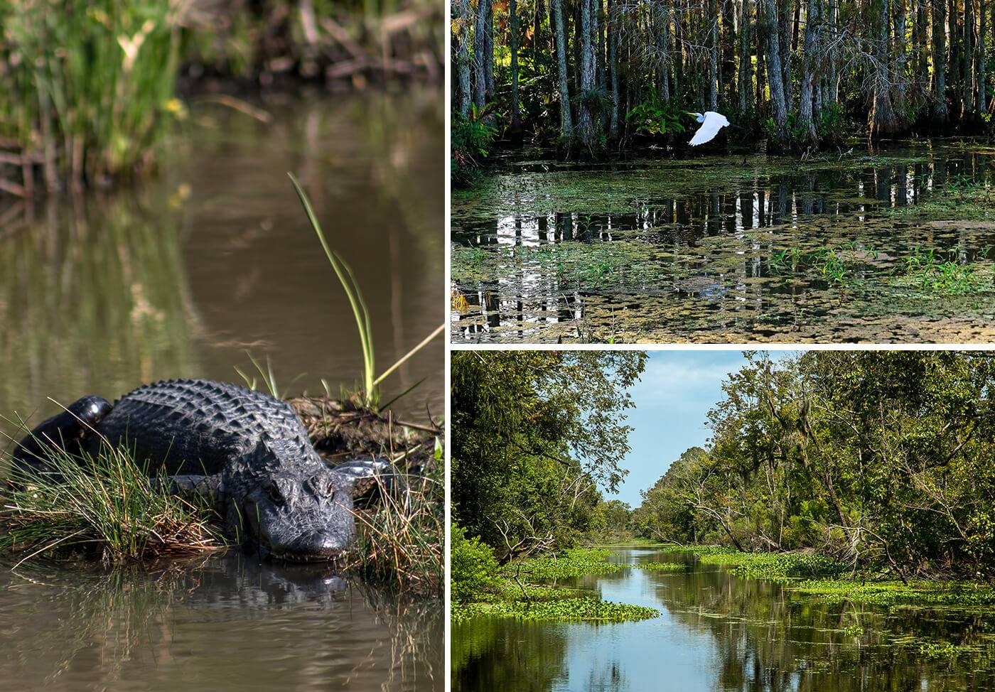 Đầm lầy đáng sợ hút du khách bởi những câu chuyện thần bí