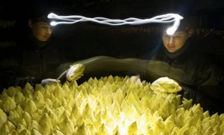 Đội đèn pin trồng rau "ma cà rồng” trong phòng tối, đến ngày thu hoạch ...