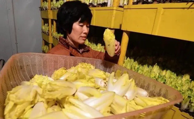 Đội đèn pin trồng rau "ma cà rồng” trong phòng tối, đến ngày thu hoạch ...